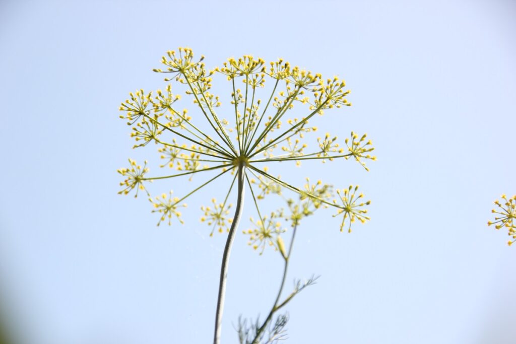 Die Heilwirkung der Cumarine | Eine Welt Eine Zukunft