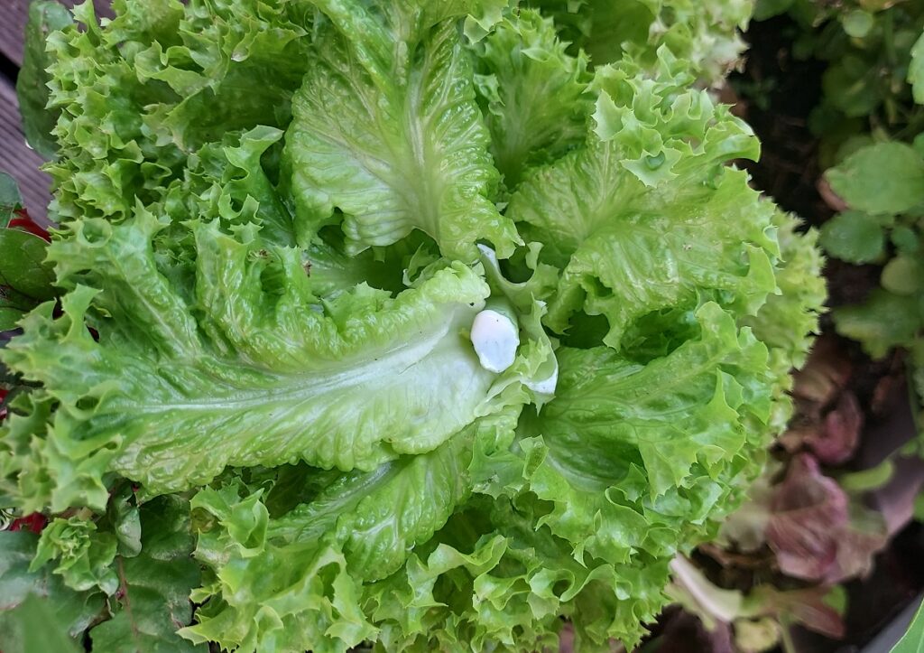 Warum Endivien richtig gesund sind? | Eine Welt Eine Zukunft